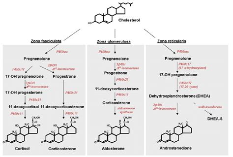 Synthesis Of Steroid Hormones In The Adrenal Cortex Synthesis Of The Download Scientific