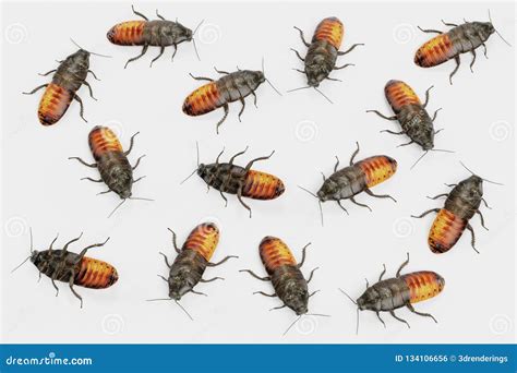 Hissing Cockroach Life Cycle