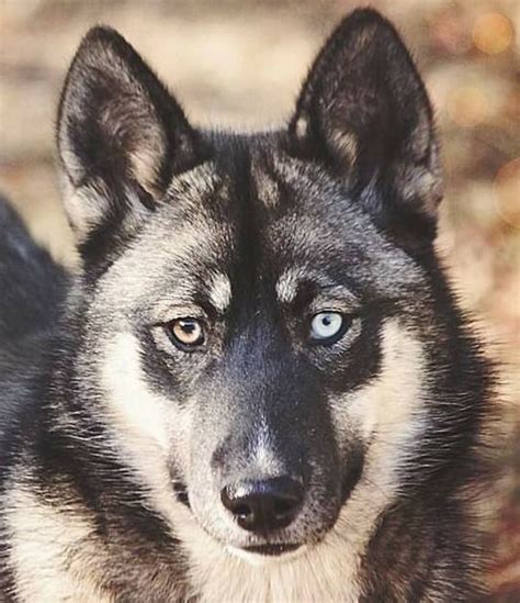 BLOODLINES Lykosia
