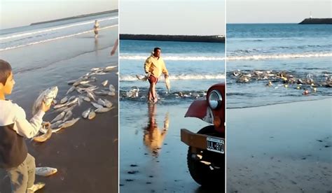 Videos En Quequén Miles De Corvinas Invadieron La Playa Y Los Vecinos