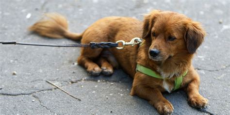 Tipos De Coleira Para Cachorro Confira Quais S O Os Modelos