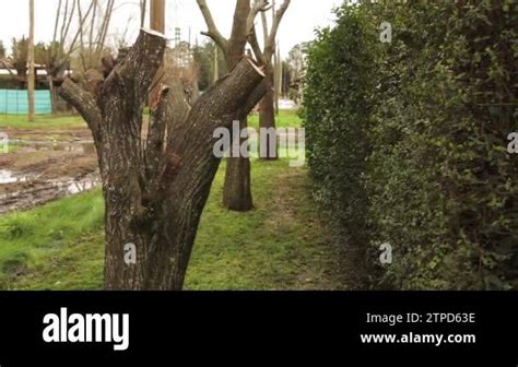 Tree Cut Stock Videos Footage HD And 4K Video Clips Alamy