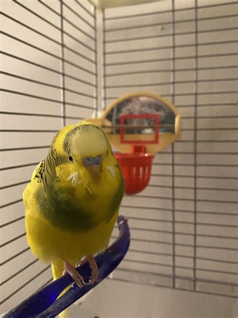 My Budgie Passed Away Last Week Just Wanted To Show Everyone How