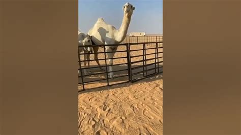 قصيده مهداه الى الشخ حسن مبارك القريني من الشاعر مبارك فنيس الحباشين