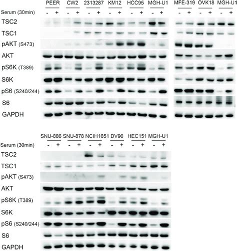 Identification And Characterization Of Cell Lines With Tsc1 Or Tsc2