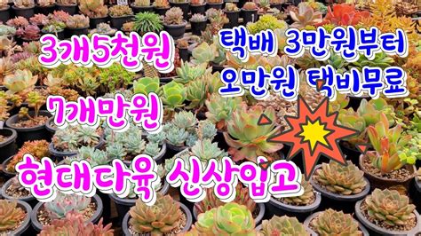 ★대박 할인★현대다육 국민다육 여러가지 골라서 3개 5천원 7개 1만원교차구입 가능 신상입고 인천시 남동구 장수동 621 1 010 9029 2884 Youtube