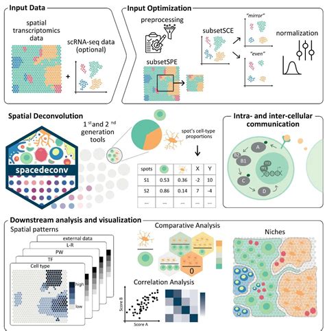 Spacedeconv Deconvolution Of Tissue Architecture From Spatial