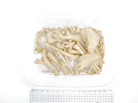 Common Ringtail Possum Disarticulated Skeleton Faculty Of Medicine