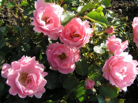 Rose Bonica direkt vom Pflanzenversand der Baumschule Eggert bestellen!