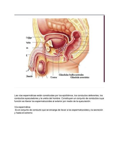 Exposición Anatomía 2 Buena Las Vías Espermáticas Están