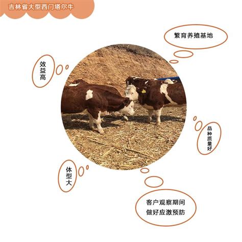 四百斤西门塔尔牛出售 牛源充足 湘潭养牛中转场 吉林四平 福成五丰 食品商务网