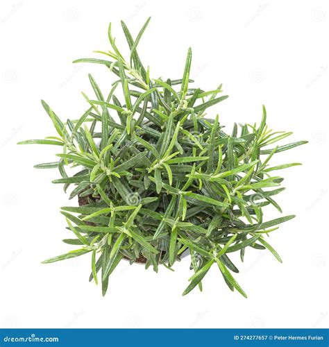 Rosemary Potted Young Plant Of Salvia Rosmarinus Isolated From Above