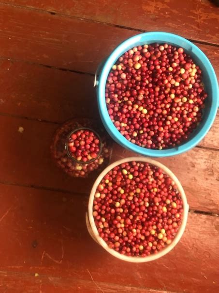 Продам клюкву 900 рублей 3 литра звоните 89964428739 Купи Продай Гороховец ВКонтакте