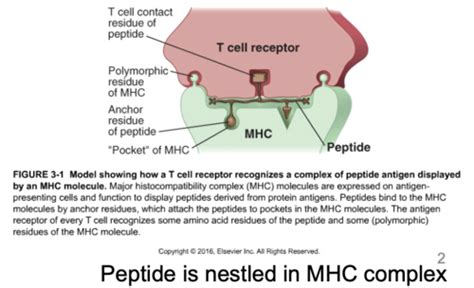 Lecture Antigen Presentation Flashcards Quizlet