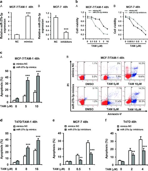 Mir 27b 3p Enhances Breast Cancer Cells Apoptosis Induced By Tamoxifen