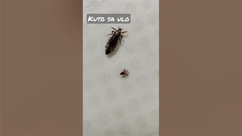 Kuto Sa Uloganyan Pala Itsura Shorts Youtube