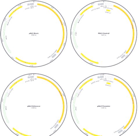 双荧光素酶报告基因载体指南