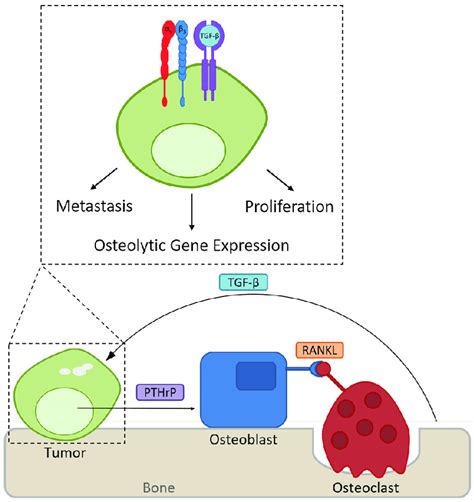 Expression Of Integrin αvβ3 Promotes Tumor Growth And Metastasis To