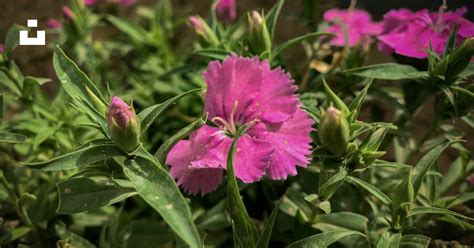 Foto Un Primer Plano De Una Flor Rosada Con Hojas Verdes Imagen Flor