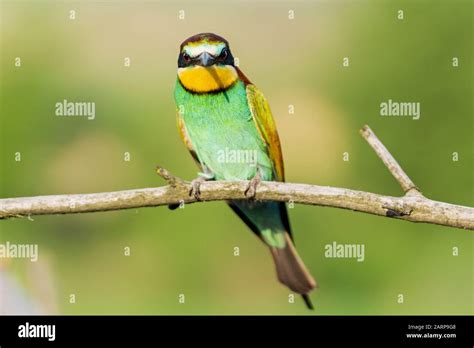 Angry Bird Looking At The Camera Stock Photo Alamy
