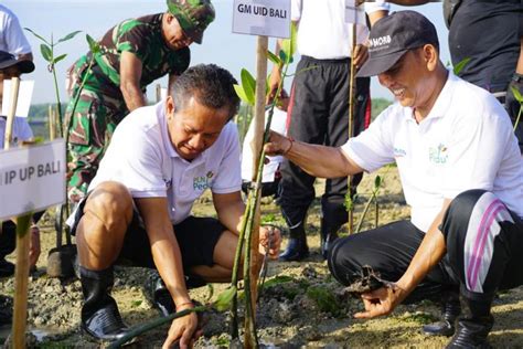 Pln Bali Tanam 13 Ribu Bibit Pohon Mangrove Bali Tribune