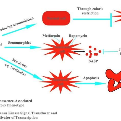 Strategies For The Elimination Of Senescent Cells Download