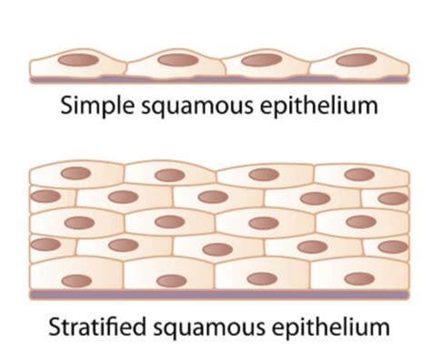 Epithelial Tissue Flashcards Quizlet