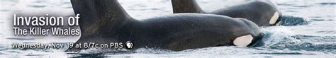 Invasion Of The Killer Whales Killer Whales Attack Pod Of Narwhal