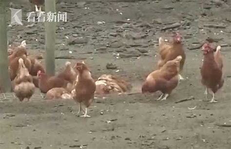 养鸡场爆发禽流感 日本将进行史上规模最大扑杀青森县疫情病毒