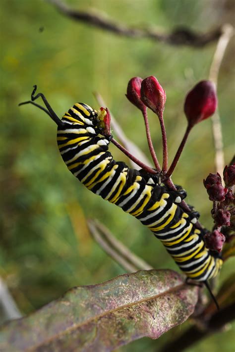 Chubby And Hungry R SonyAlpha