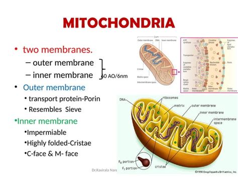 MITOCHONDRIA STRUCTURE AND FUNCTIONS | PPT