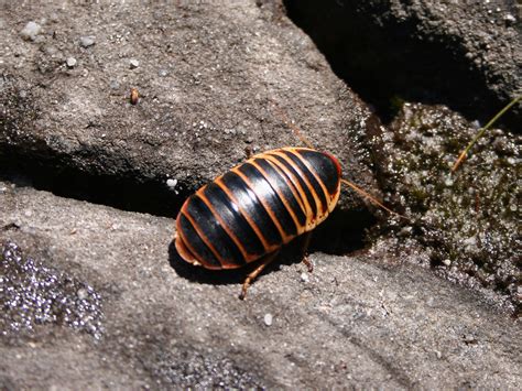 Гигантский таракан Aptera fusca - ZooPicture.ru