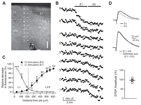 Layer Specific Activation Of Layer 2 3 Pyramidal Neurons With Local