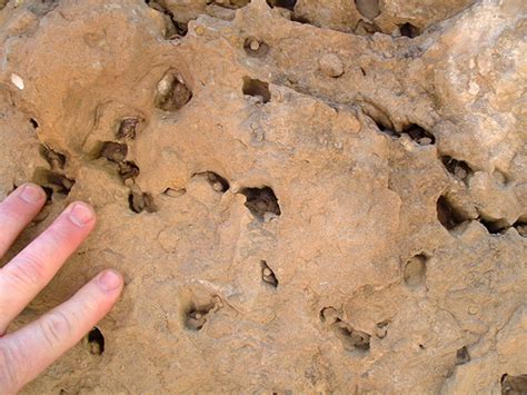 Chuck D Howell Rosselia Trace Fossil