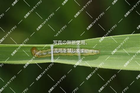 コブノメイガ 幼虫 全農教フォトライブラリ