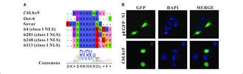 Analysis Of Subcellular Localization Of Chlhx9 A An Alignment Download Scientific Diagram