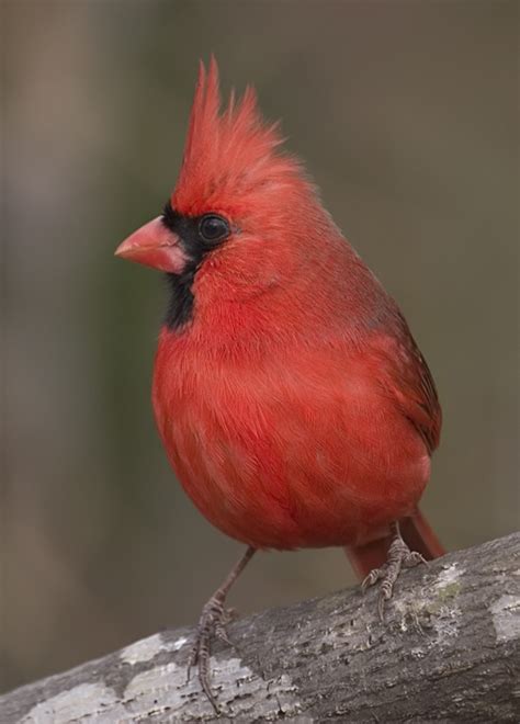 Male Northern Cardinal Birdforum