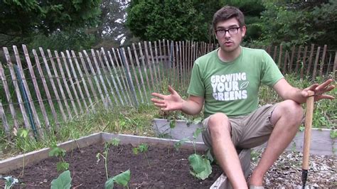 How To Grow Okra Complete Growing Guide The Royale Group
