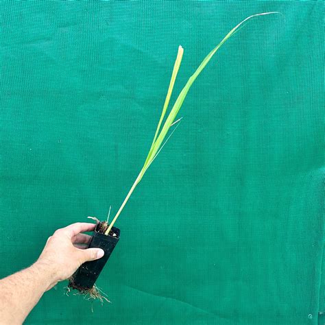 East Indian Lemon Grass Cymbopogon Flexuosus Edible Jungle Nursery