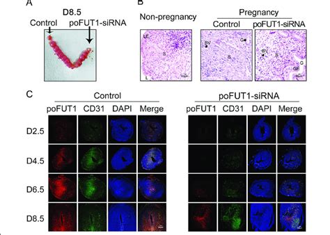 Pofut1 Promote Decidual Angiogenesis In Mouse Model Mouse Uterus Was