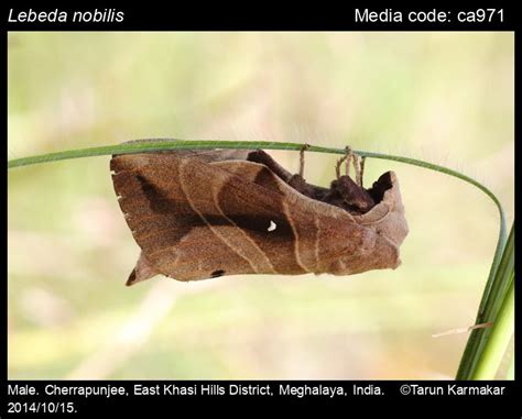 Lebeda Nobilis Walker Moths
