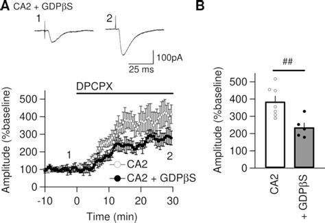 Gdpβs Reduced But Not Abolished The Dpcpx Induced Facilitation Of
