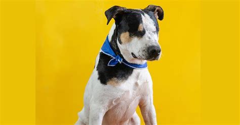 Un Año De Cárcel Para El Hombre Que Dejó Ciego A ‘thor Un Perro En