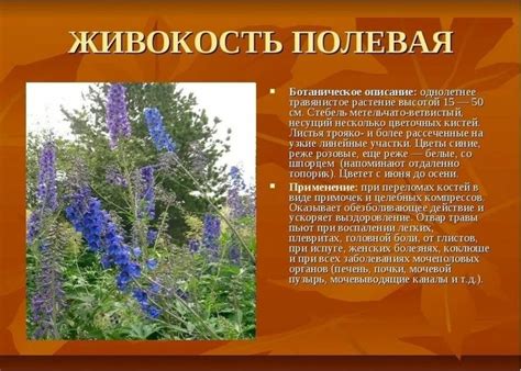 Живокость полевая | Трава, Лекарственные растения, Растения