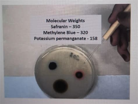 Solved Molecular Weights Safranin −350 Methylene Blue 320