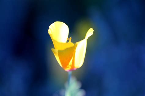 Creativity Art Passion Free Photos On