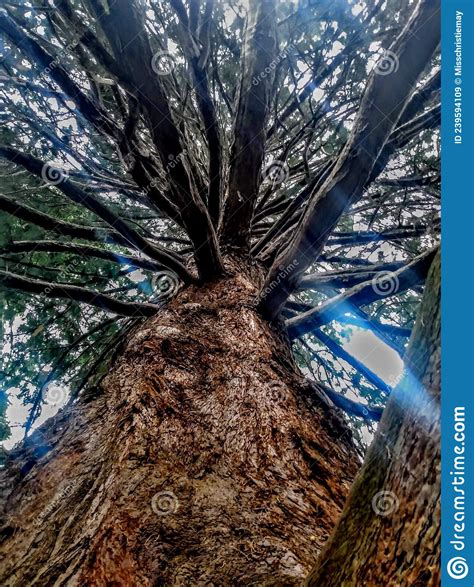 Tree Naked Roots Royalty Free Stock Image Cartoondealer