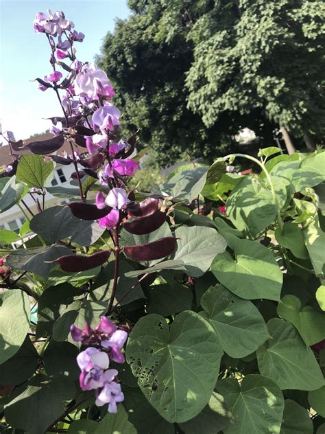 Hyacinth Bean Lablab Purpureus Seeds Ubicaciondepersonascdmxgobmx