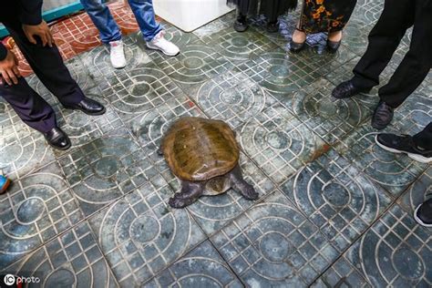 飯店老闆捕到236斤野生甲魚，至少有200歲，80多歲老人說沒見過 每日頭條