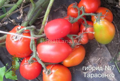Томат Гибрид Тарасенко 7: описание сорта, отзывы, фото, урожайность ...